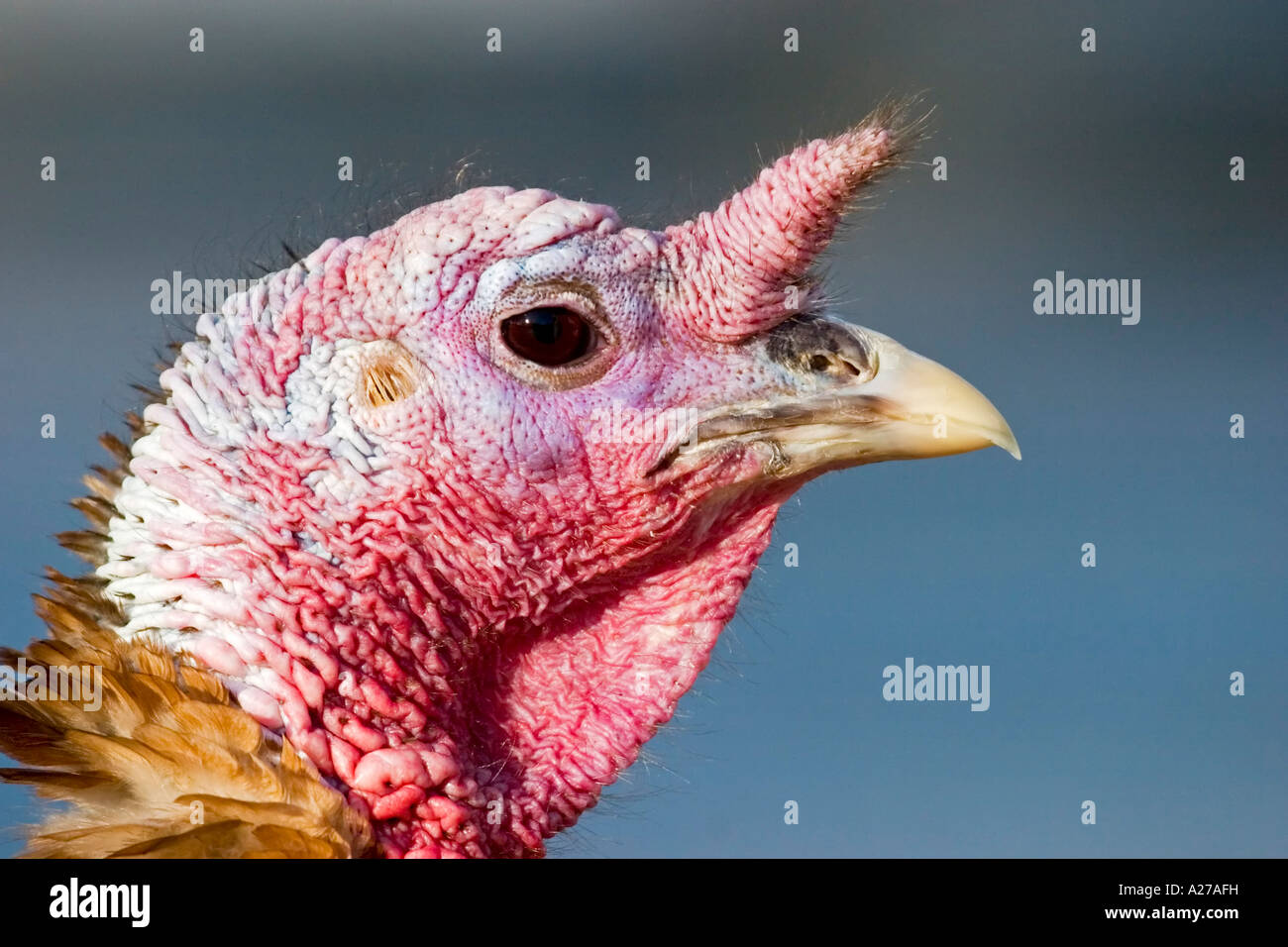 Turkey (Meleagris gallopavo Stock Photo - Alamy