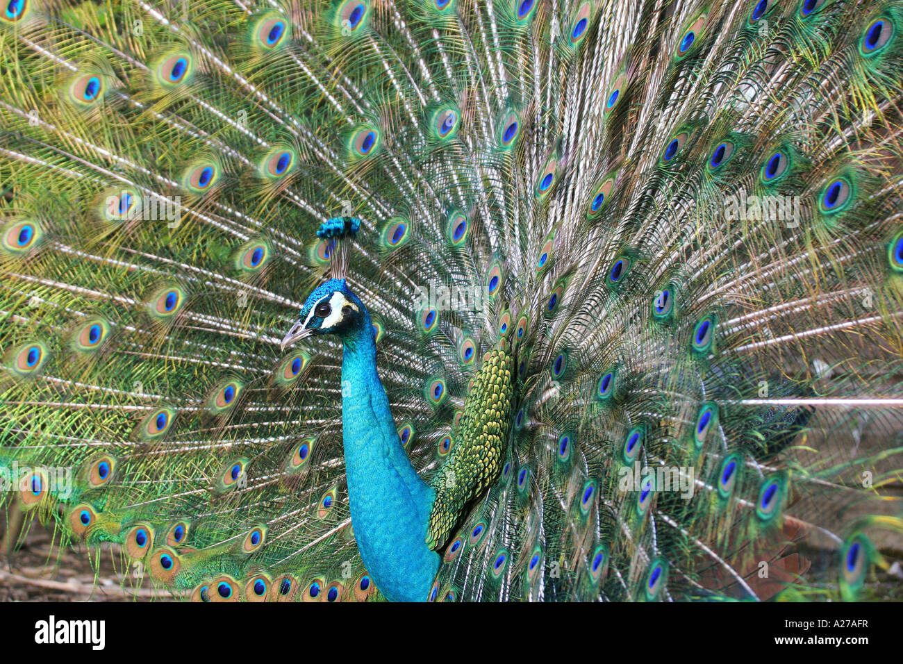 Indian peacock hi-res stock photography and images - Alamy
