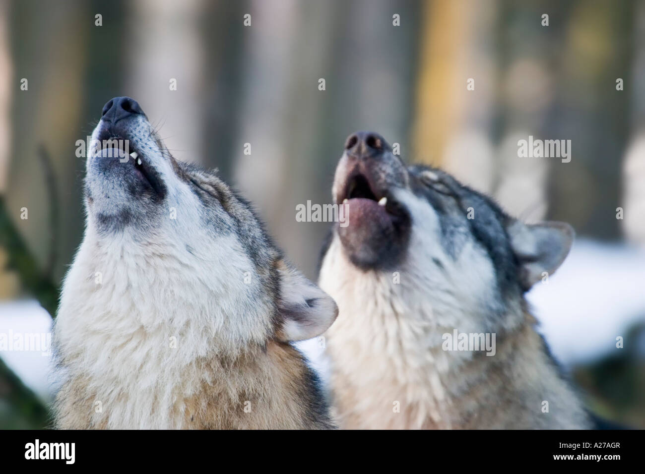 Howling european wolves (Canis lupus lupus) in winter, Wildpark Poing ...