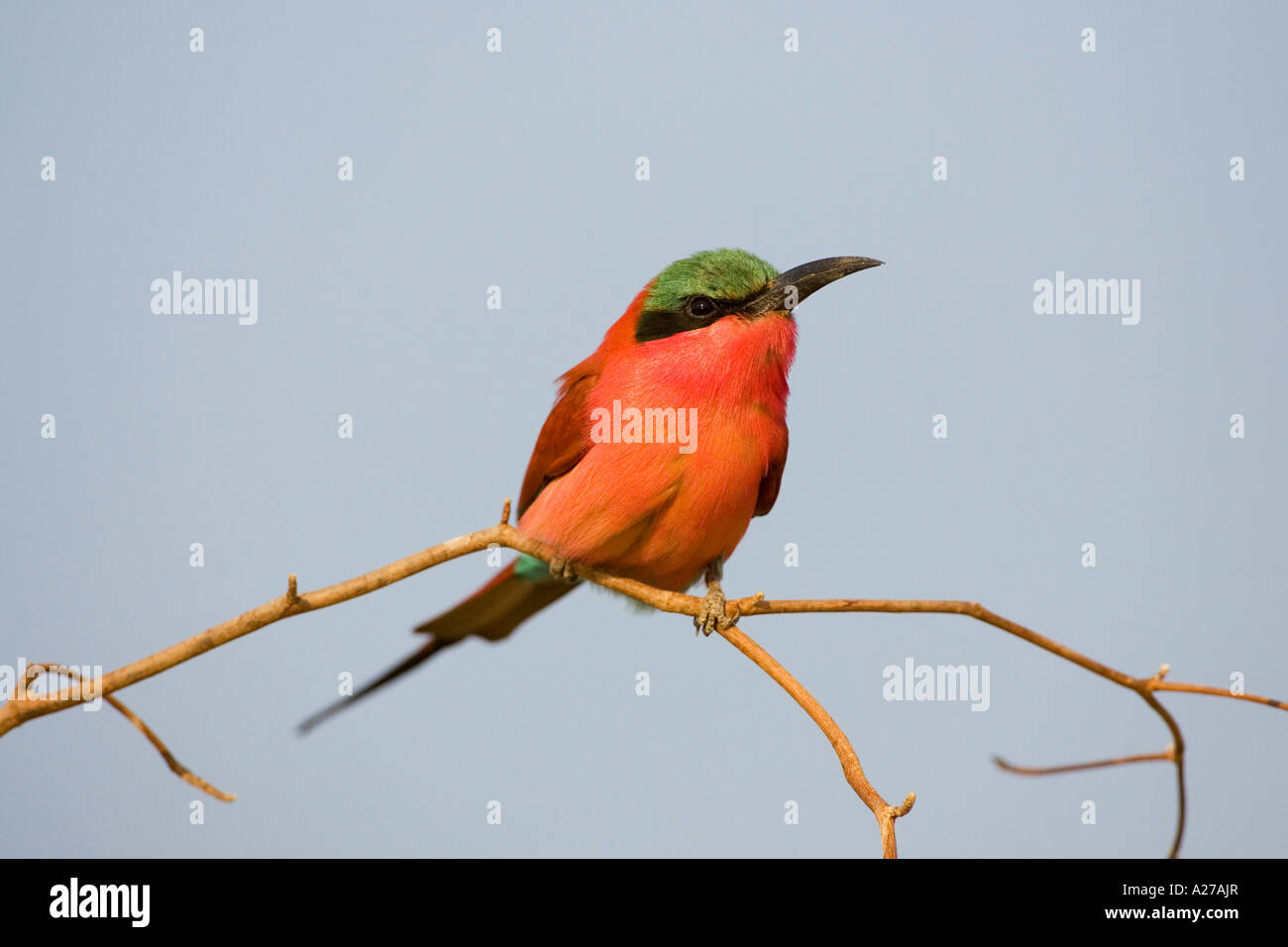 Carmin Bee-eater (Merops nubicoides), Zambezi (Sambezi), Caprivi ...