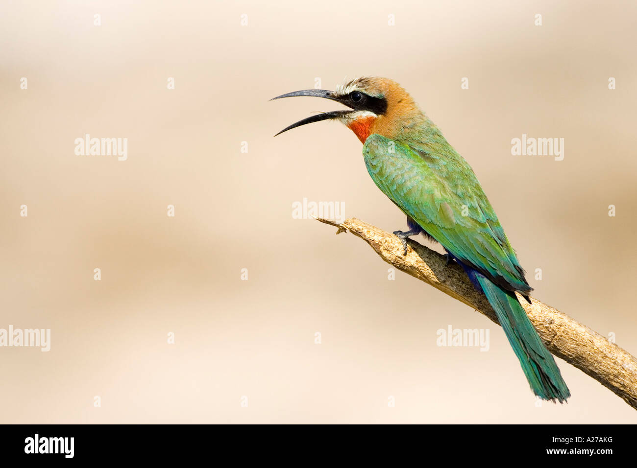White-fronted Bee-eater (Merops bullockoides). Zambezi (Sambezi ...
