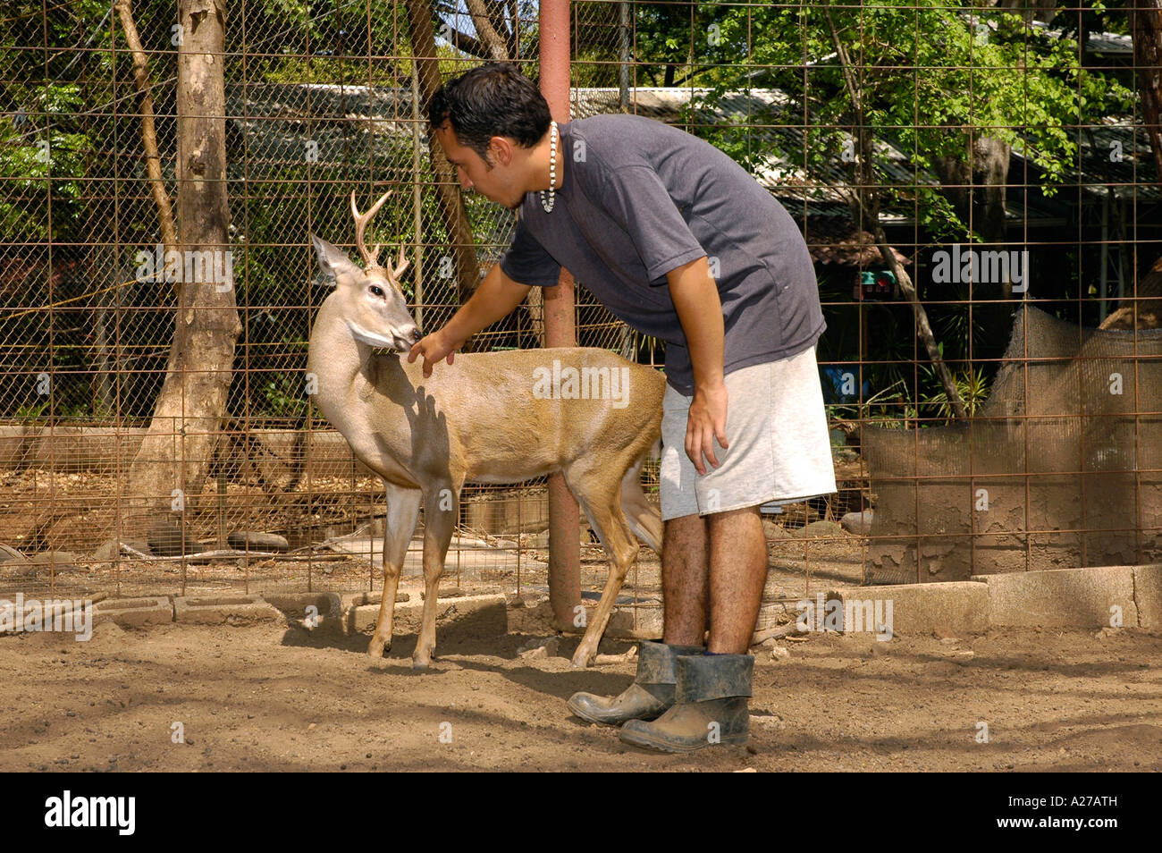 Central American red brocket deer, animal rescue centre, Guanacaste ...