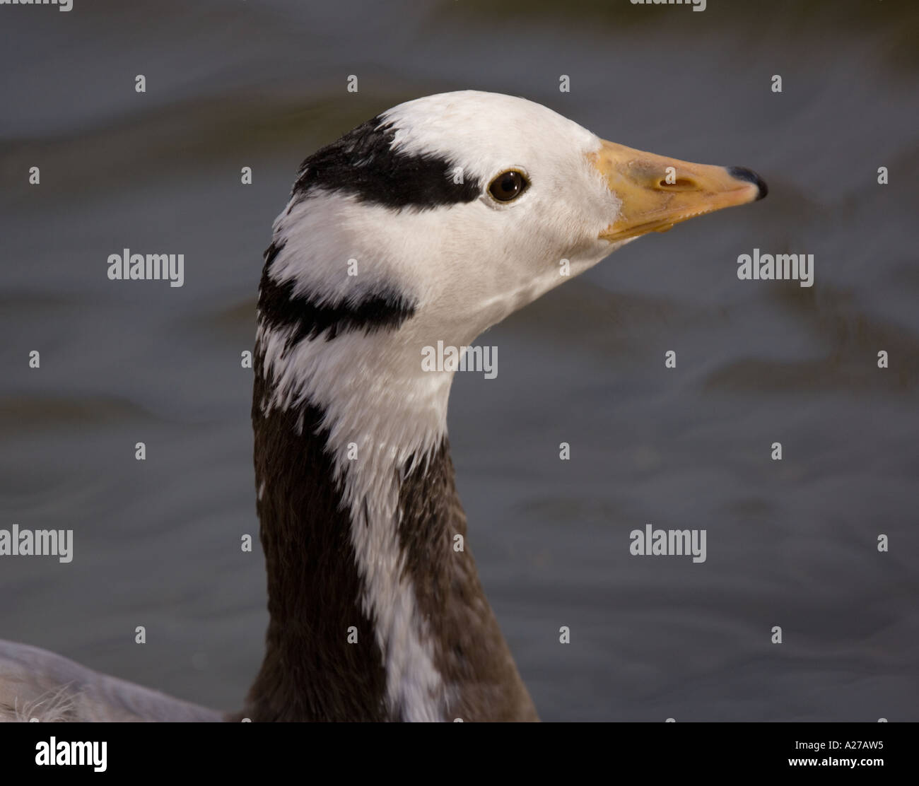 Bar headed goose Stock Photo - Alamy