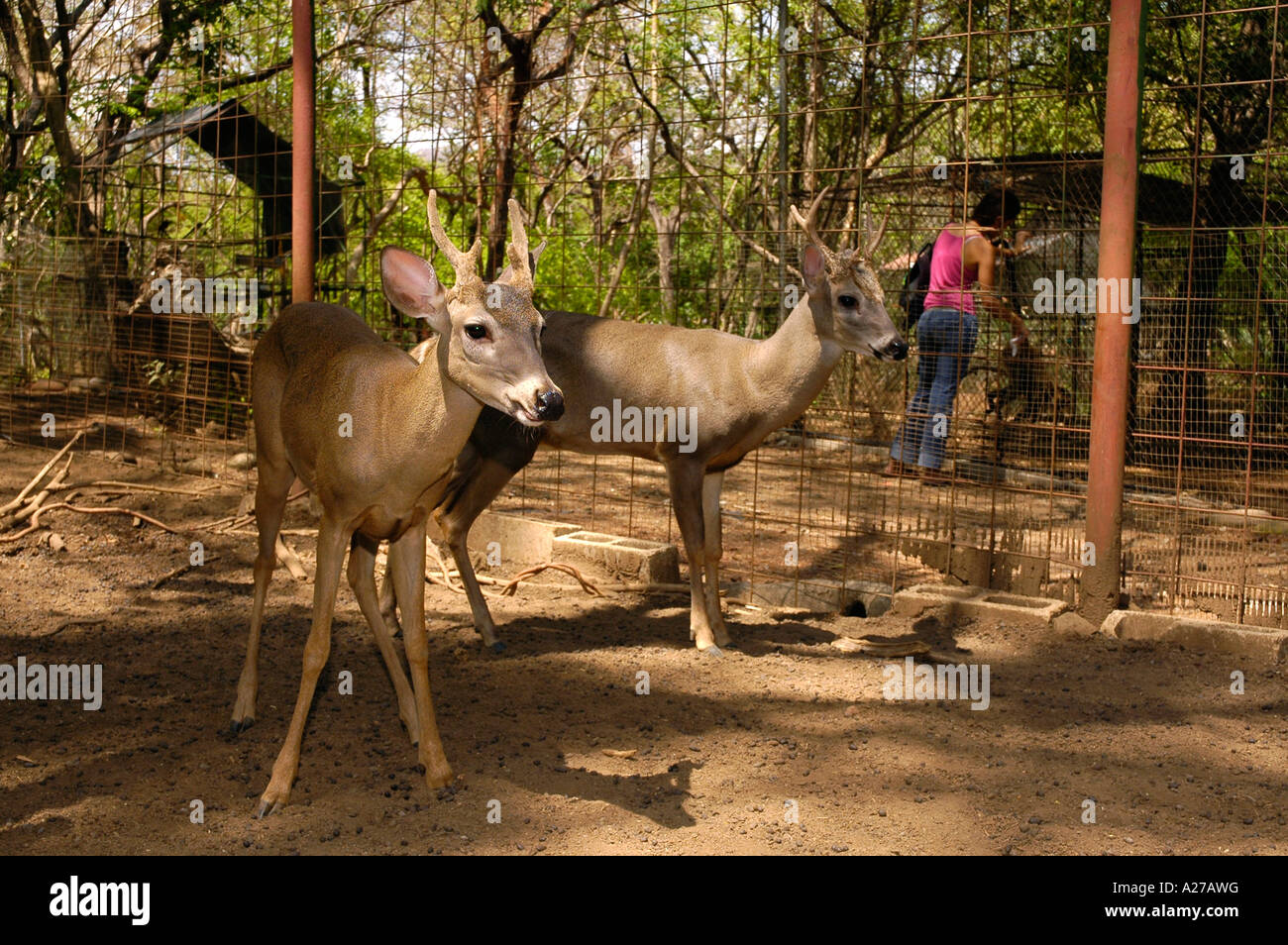 Central American red brocket deer, animal rescue centre, Guanacaste ...