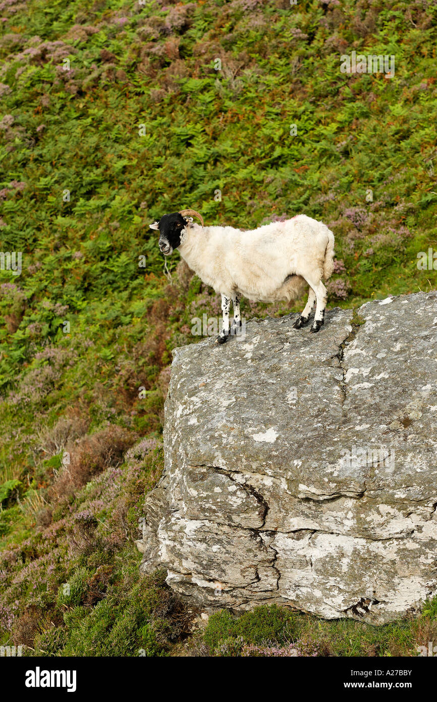 Sheep at the Slieve League cliffs, Donegal, Ireland Stock Photo - Alamy