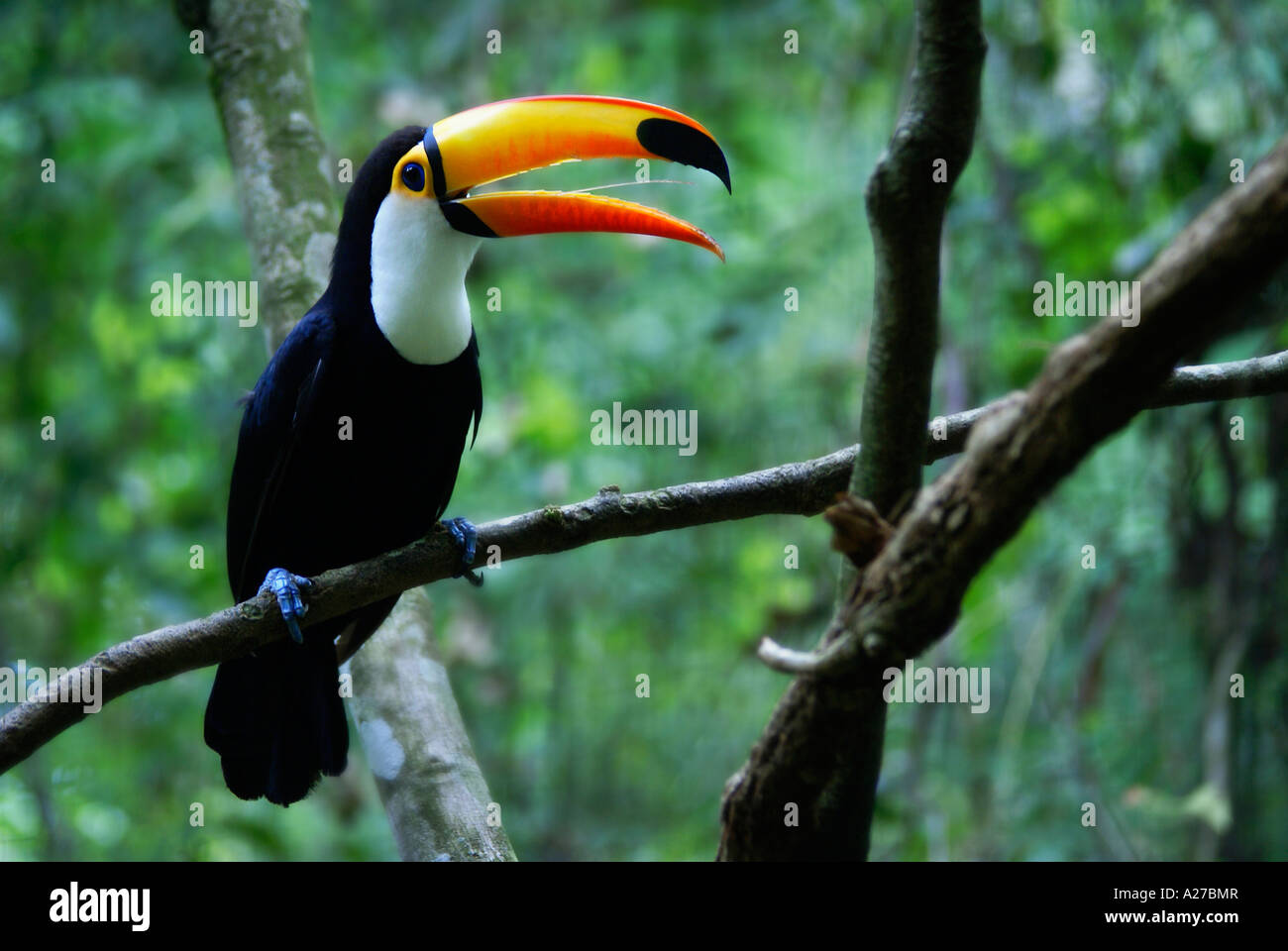 Toco toucan hi-res stock photography and images - Alamy