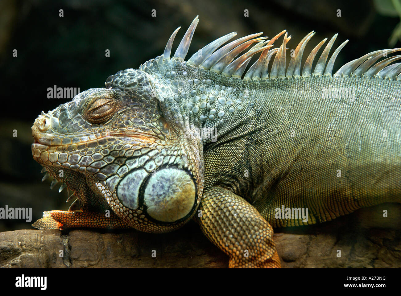 Green Iguana (Iguana iguana), sleeping Stock Photo - Alamy