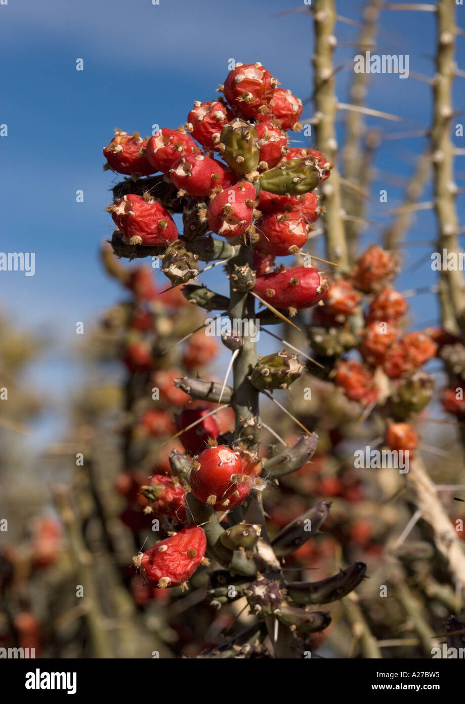 Desert Christmas Cactus