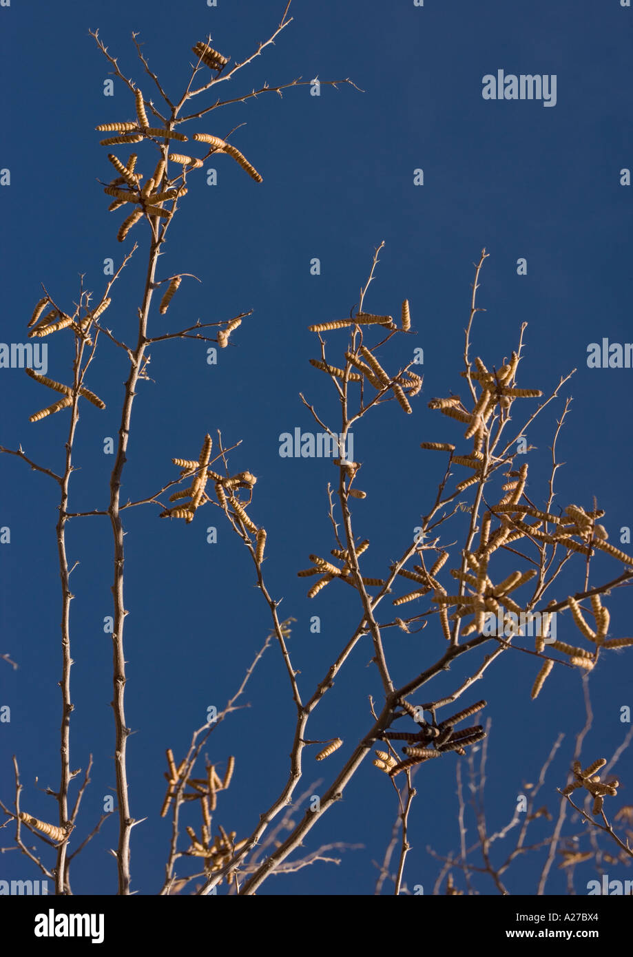 Screwbean Mesquite High Resolution Stock Photography and Images - Alamy