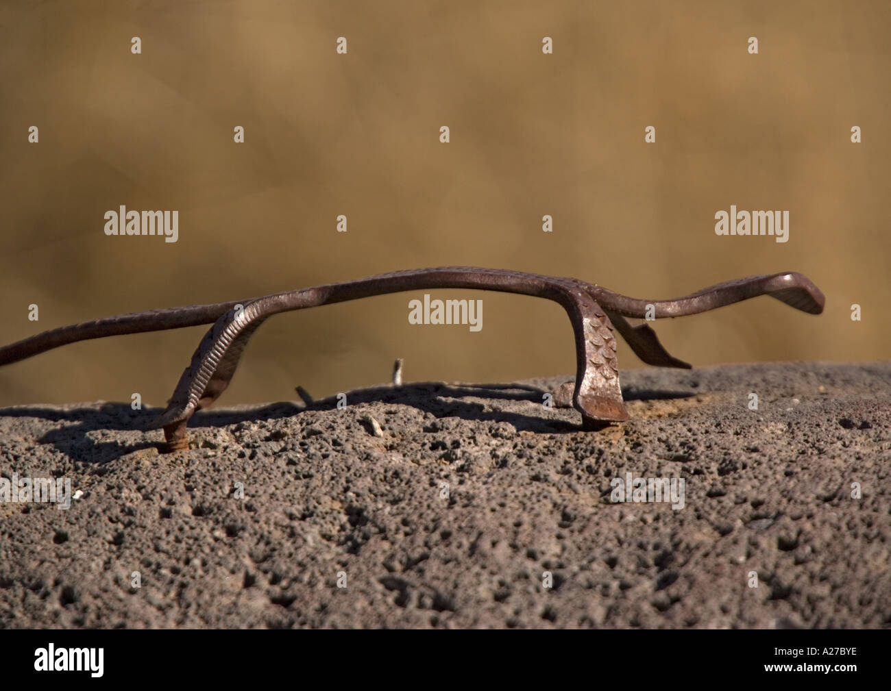 Metal sculptures at Bosque del Apache visitor centre lizard Stock Photo ...