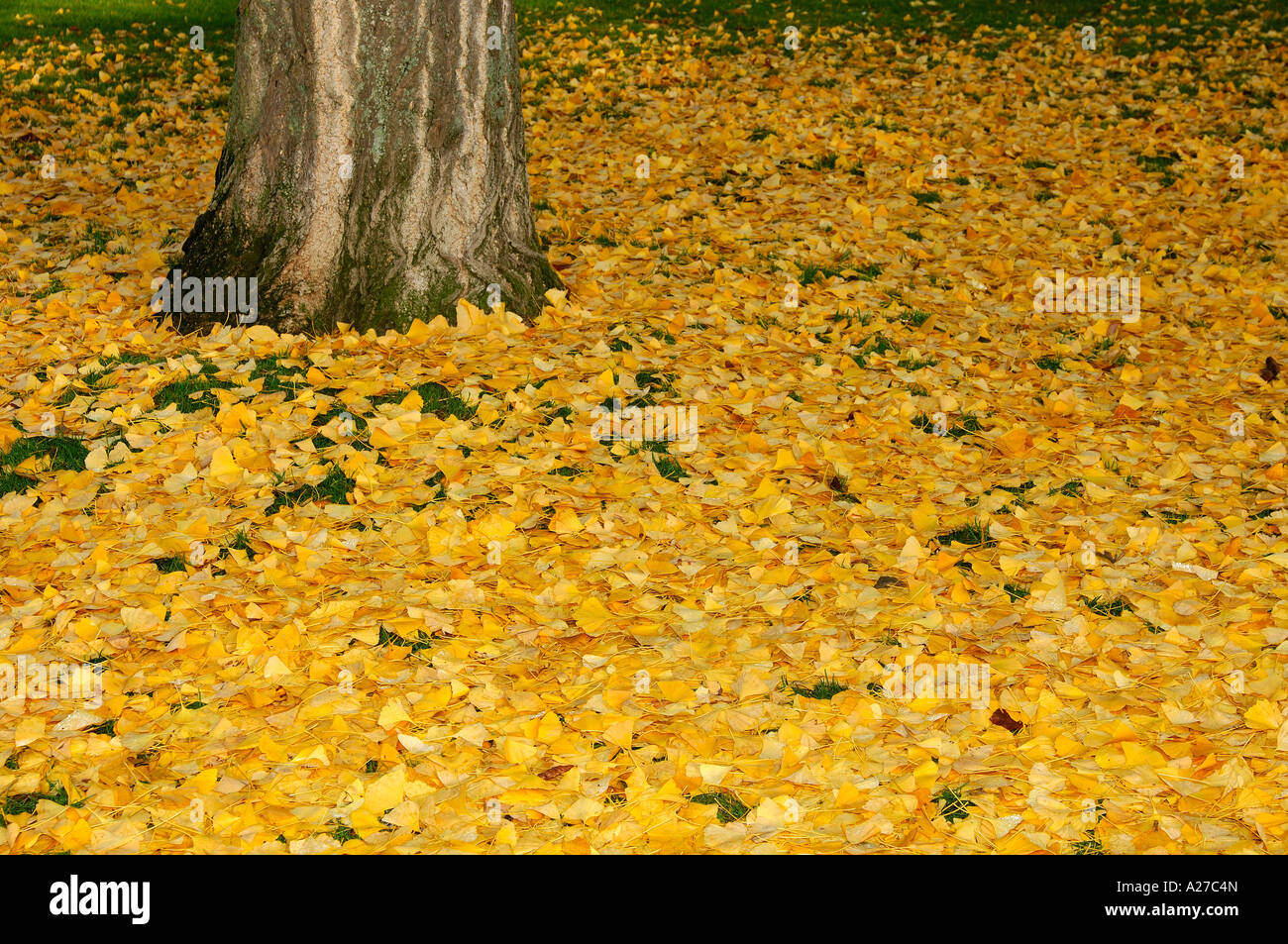 Autumn foliage, Ginkgo tree, Ginkgo biloba Stock Photo - Alamy
