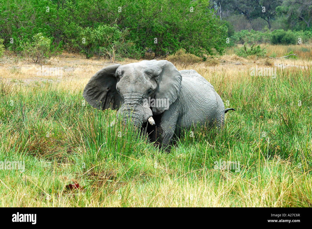 Very old elephant hi-res stock photography and images - Alamy