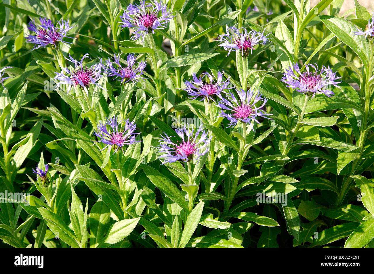 Mountain Knapweed, Mountain Cornflower, Centaurea montana Stock Photo ...