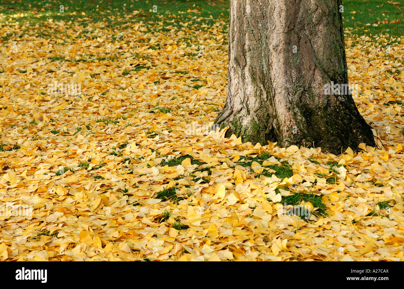Autumn foliage, Ginkgo tree, Ginkgo biloba Stock Photo - Alamy