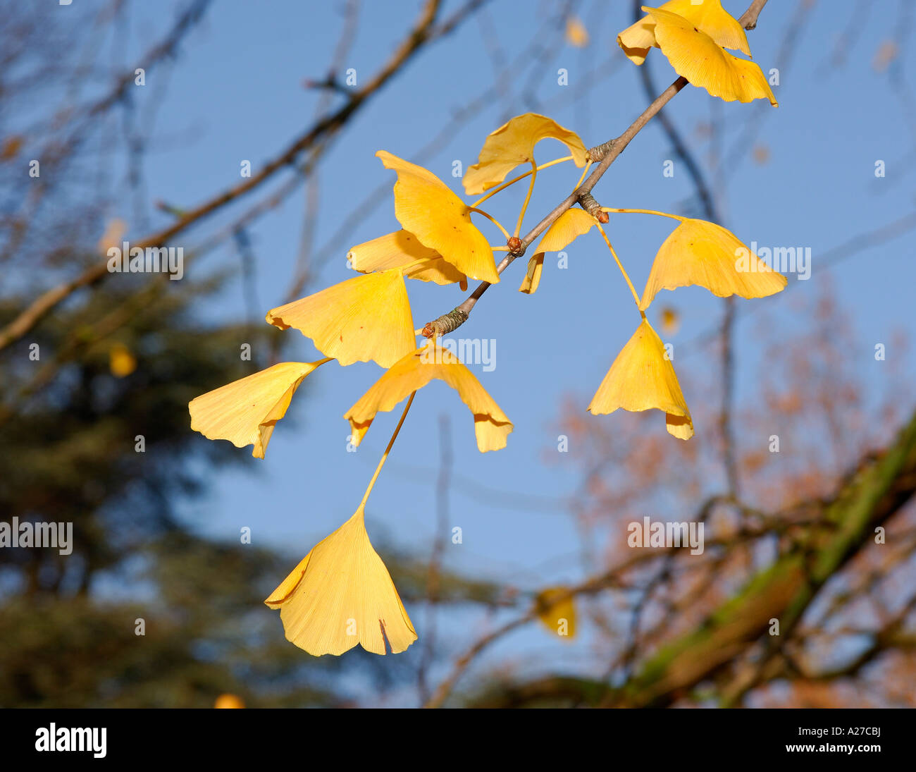Garden leafes autumn hi-res stock photography and images - Alamy