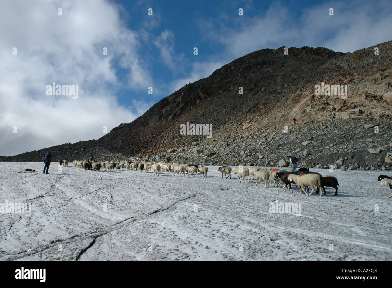Sheep herd walks over Niederjoch glacier toward Similaun mountain hut ...