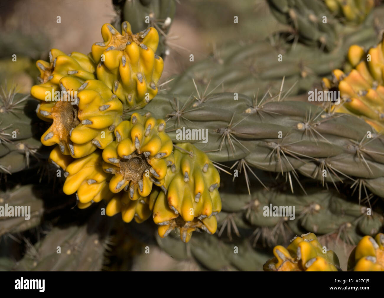 Tree cholla Cylindropuntia imbricata A desert cactus and shrub Stock ...