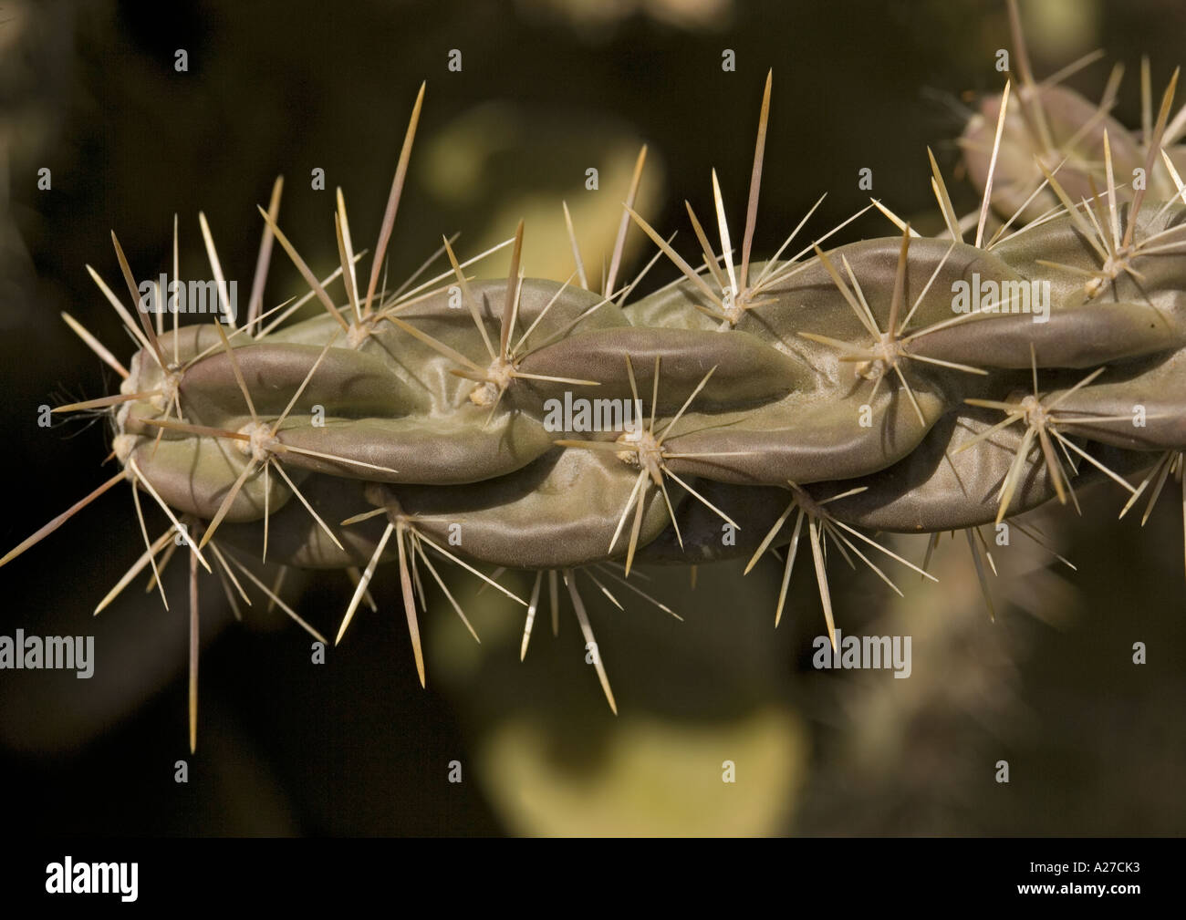 Tree cholla Cylindropuntia imbricata A desert cactus and shrub Stock ...