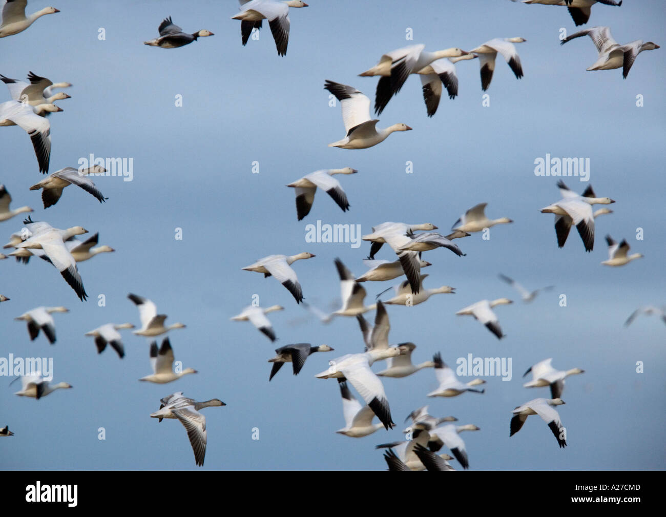 Image of geese in flight hi-res stock photography and images - Alamy
