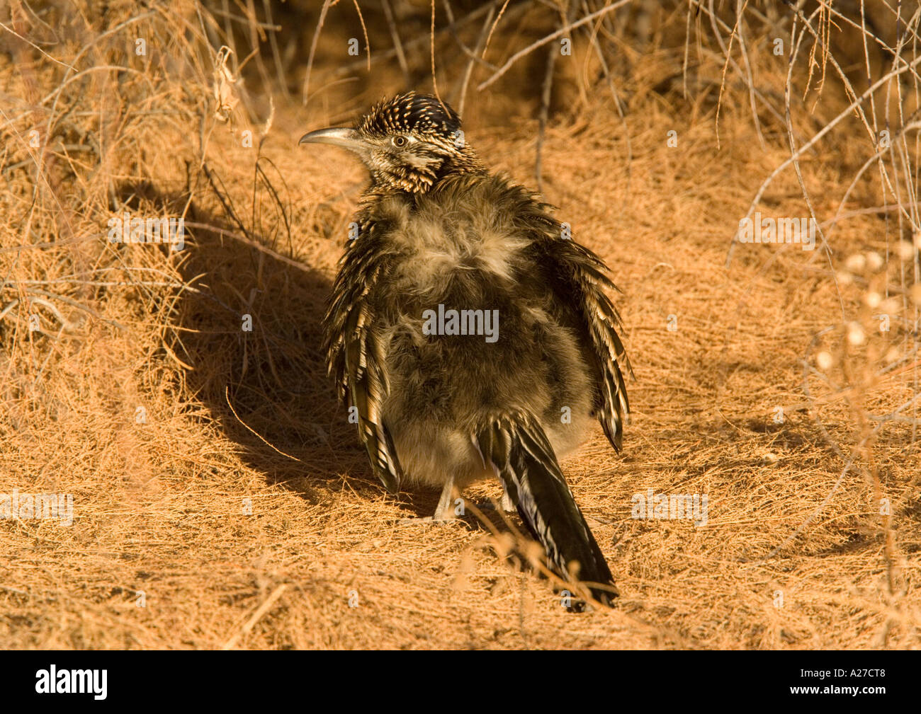Sunbathing bird hi-res stock photography and images - Alamy