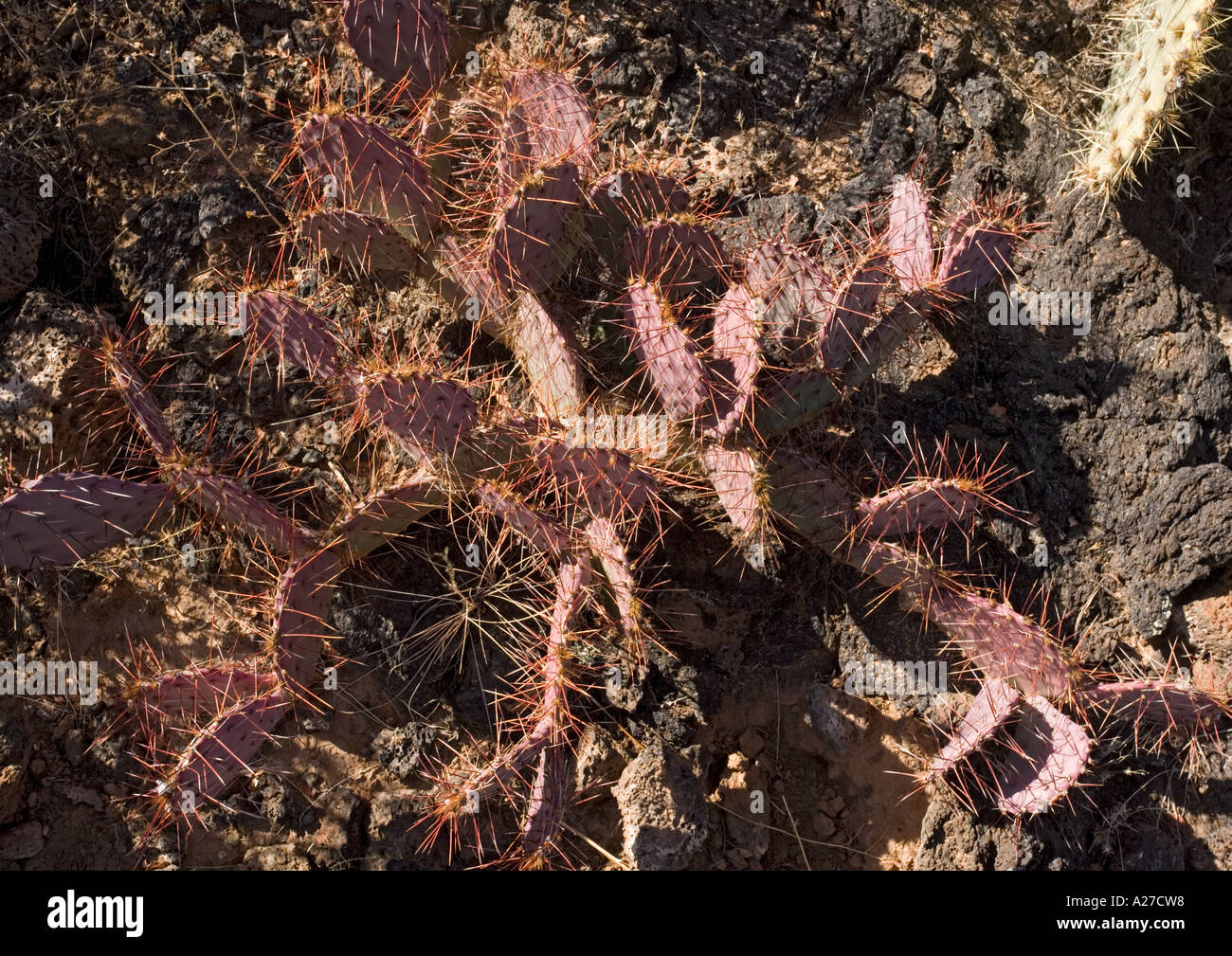 Engelmann s prickly pear cactus hi-res stock photography and images - Alamy