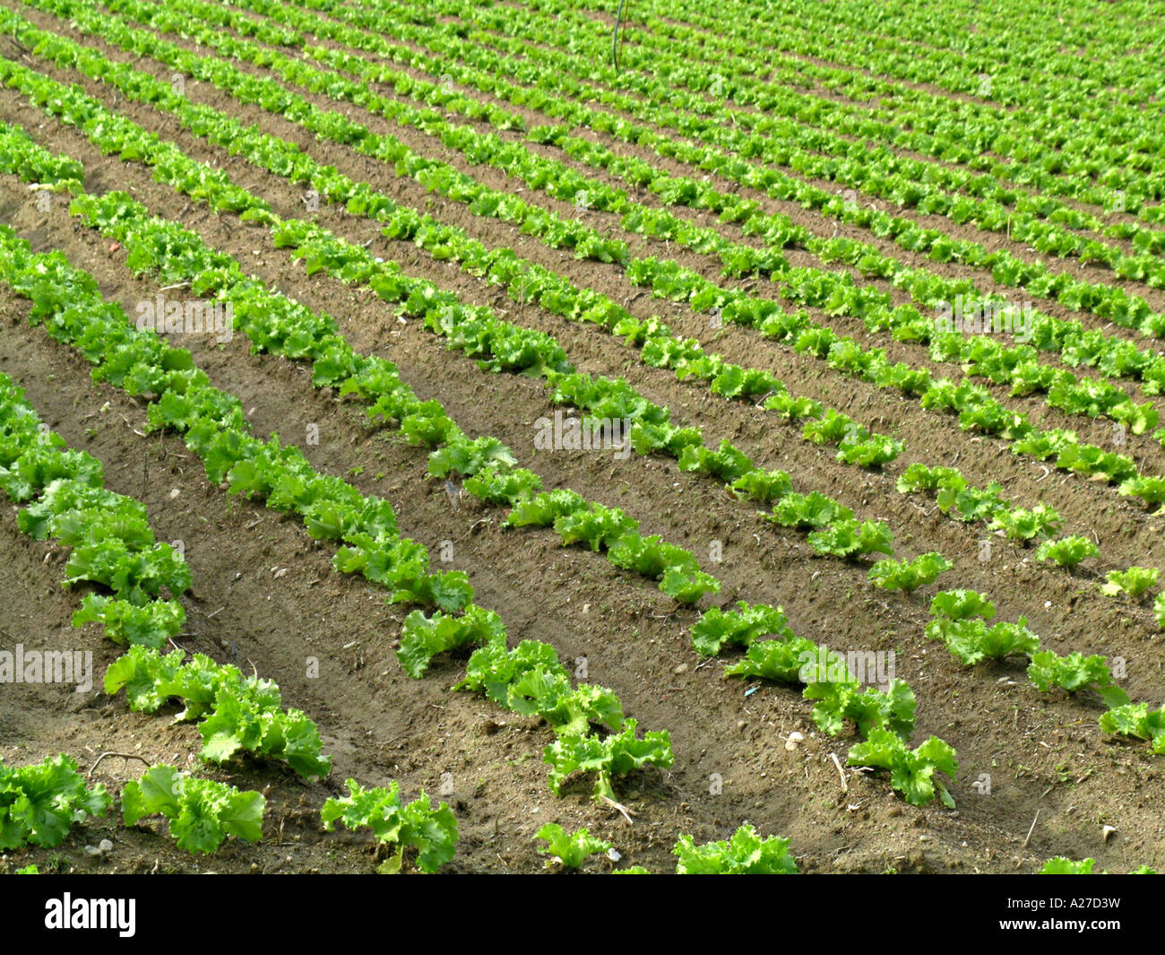 Cultivation of salad on a field, rows of salad plants Stock Photo - Alamy