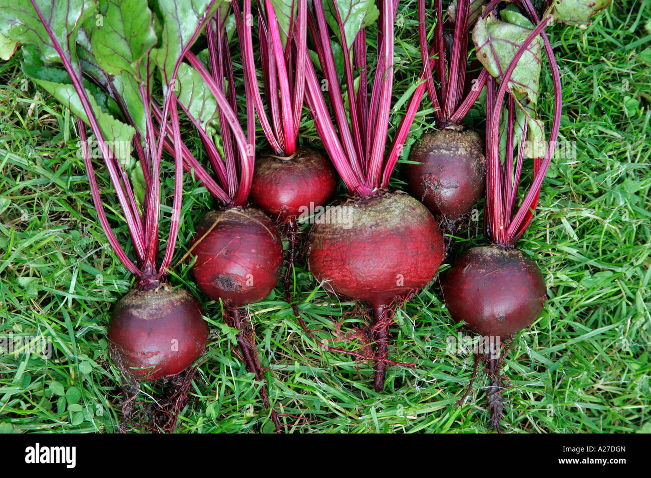 Beetroot (Beta vulgaris vulgaris vulgaris) (Beta vulgaris vulgaris ...
