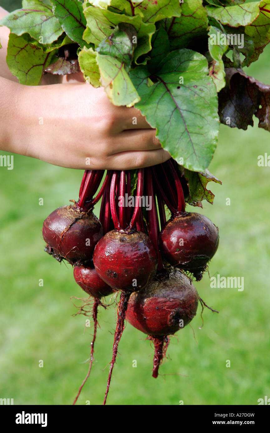 Beetroot (Beta vulgaris vulgaris vulgaris) (Beta vulgaris vulgaris ...
