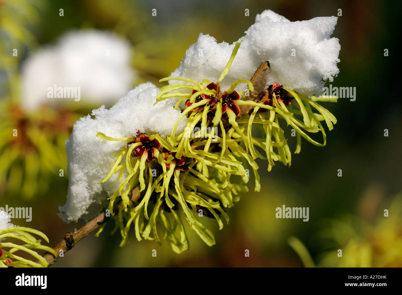 Witch hazel Sunburst with snow (Hamamelis intermedia Sunburst Stock ...