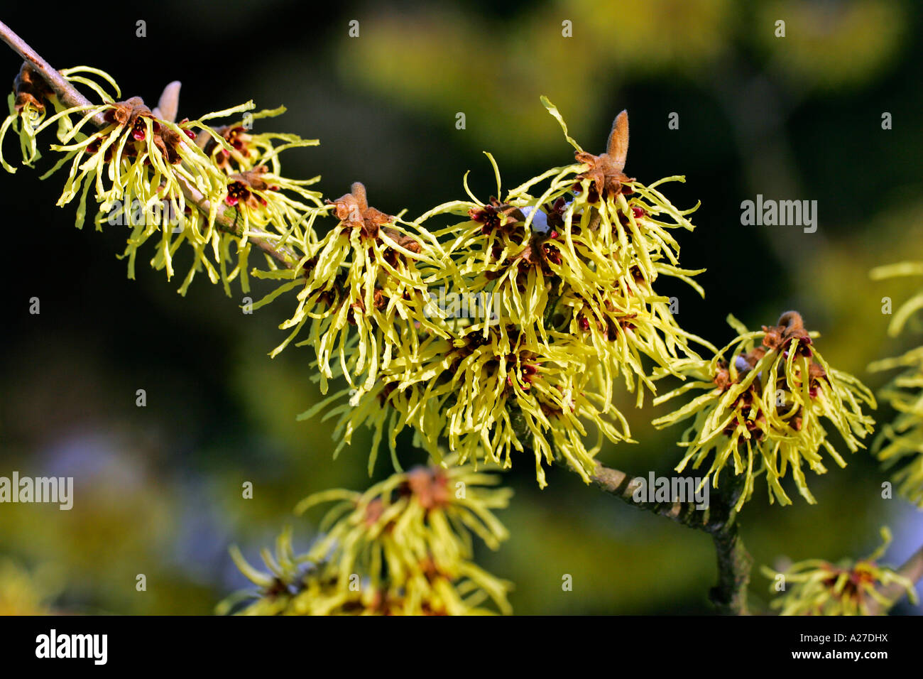 Hamamelis mollis witchhazel hi-res stock photography and images - Alamy