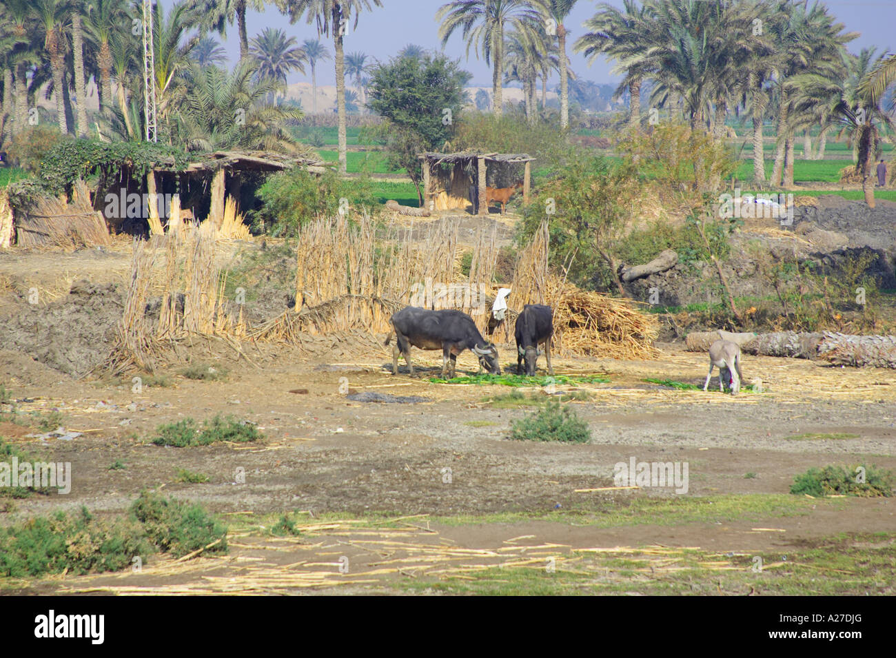 Egyptian Farm Scene Stock Photo - Alamy