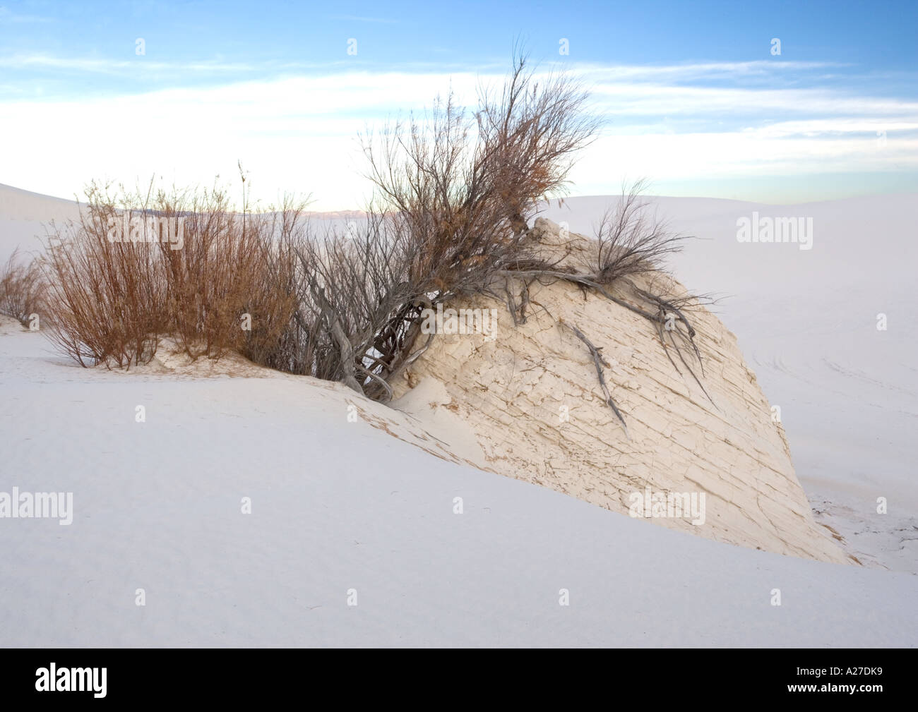White Sands National Monument tamarisk growing on dunes causing solid ...