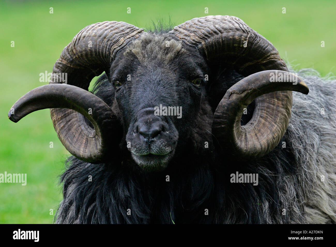 Domestic sheep - moorland sheep - ram - male - portrait (Ovis ammon f ...