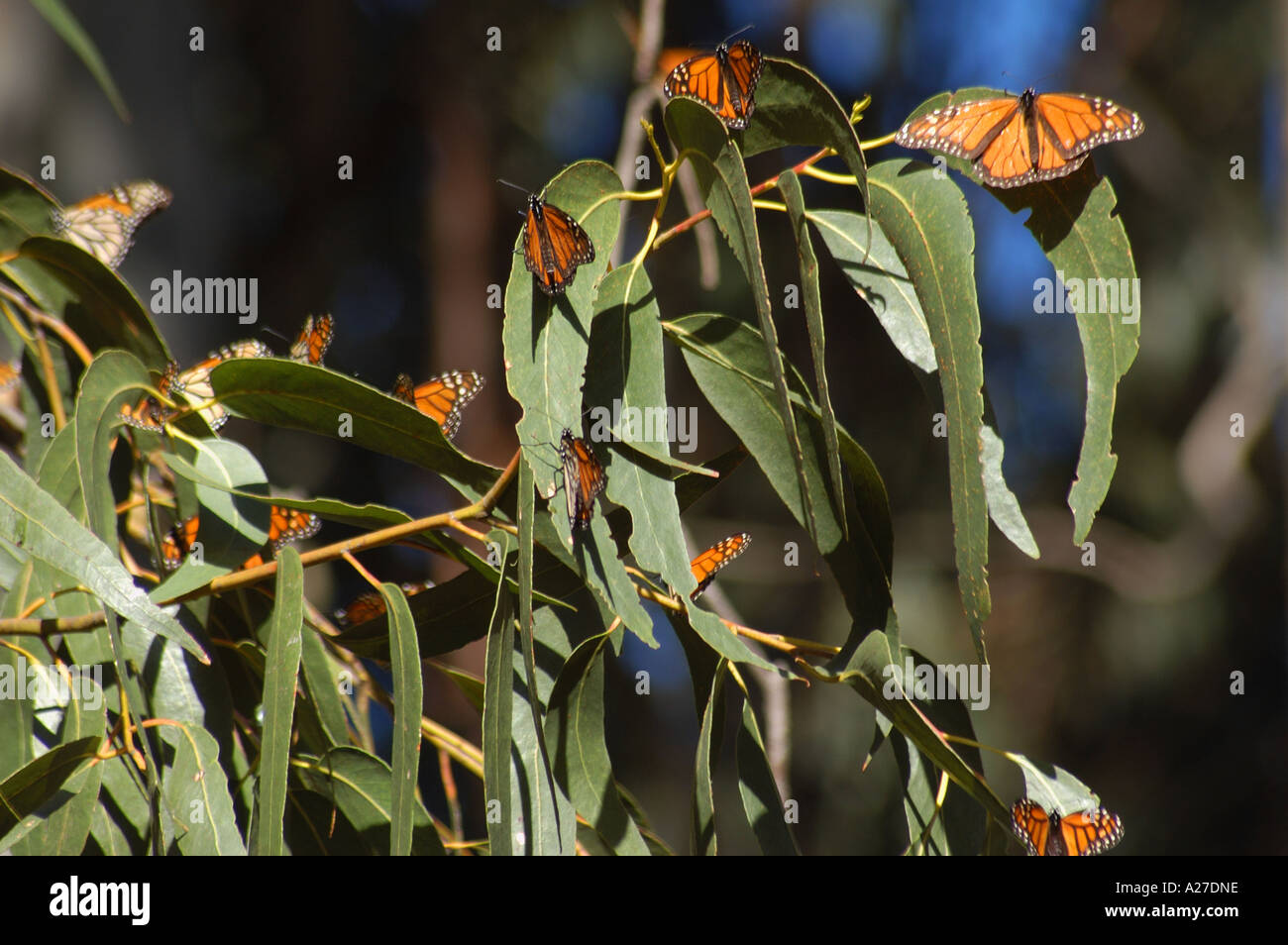 Monarch Butterfly Grove Stock Photo - Alamy