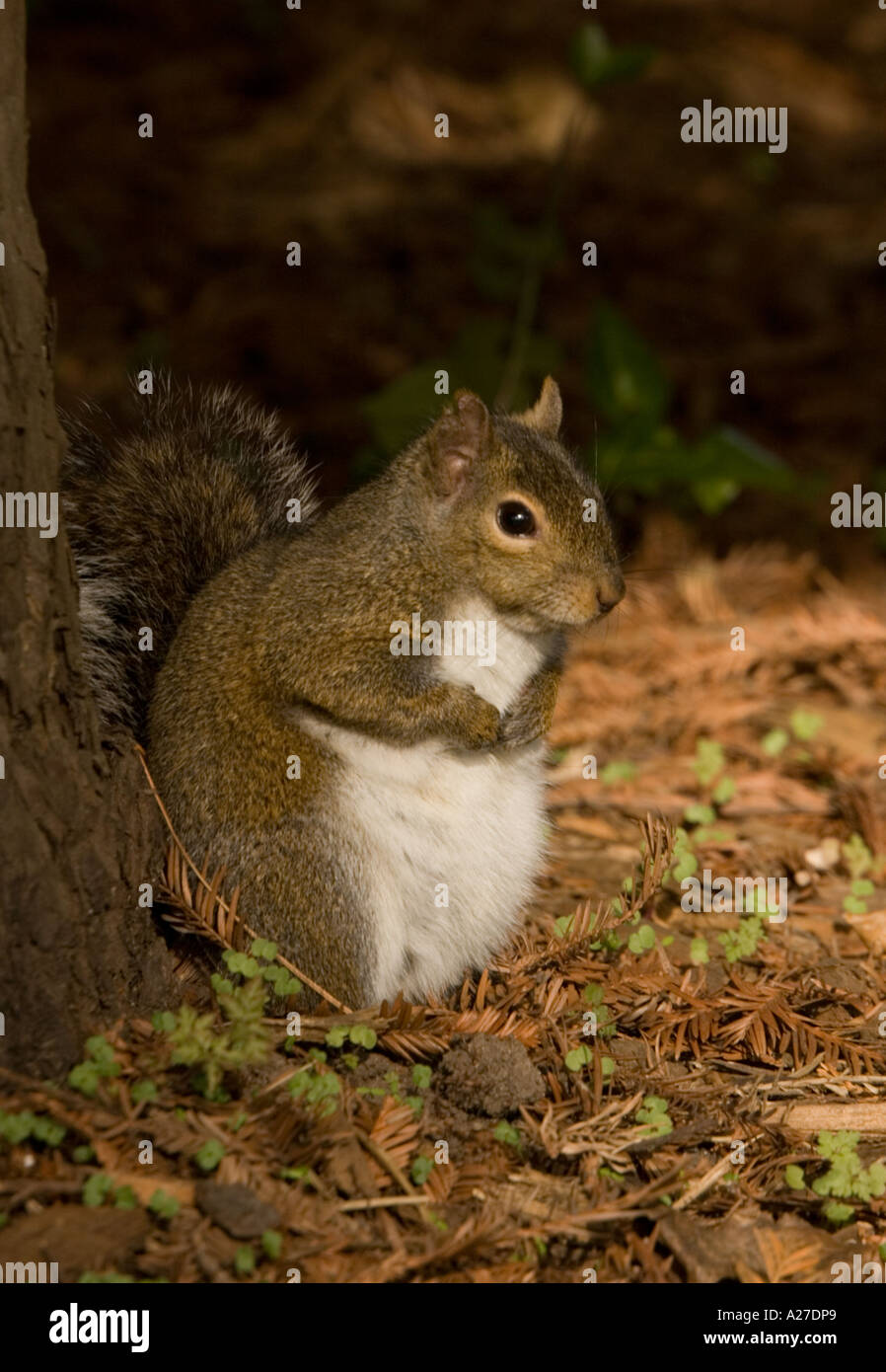 Eastern grey squirrel Stock Photo - Alamy