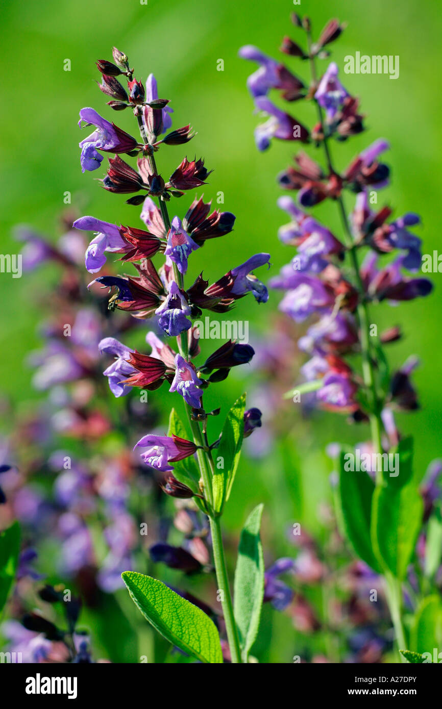 Common sage (Salvia officinalis Stock Photo - Alamy
