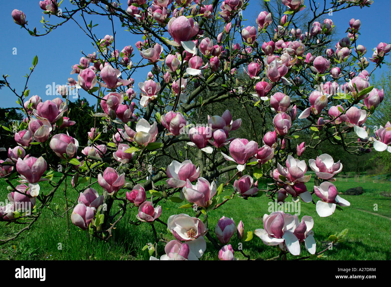 Lenne´s magnolia (Magnolia x soulangiana Rustica Rubra Stock Photo - Alamy