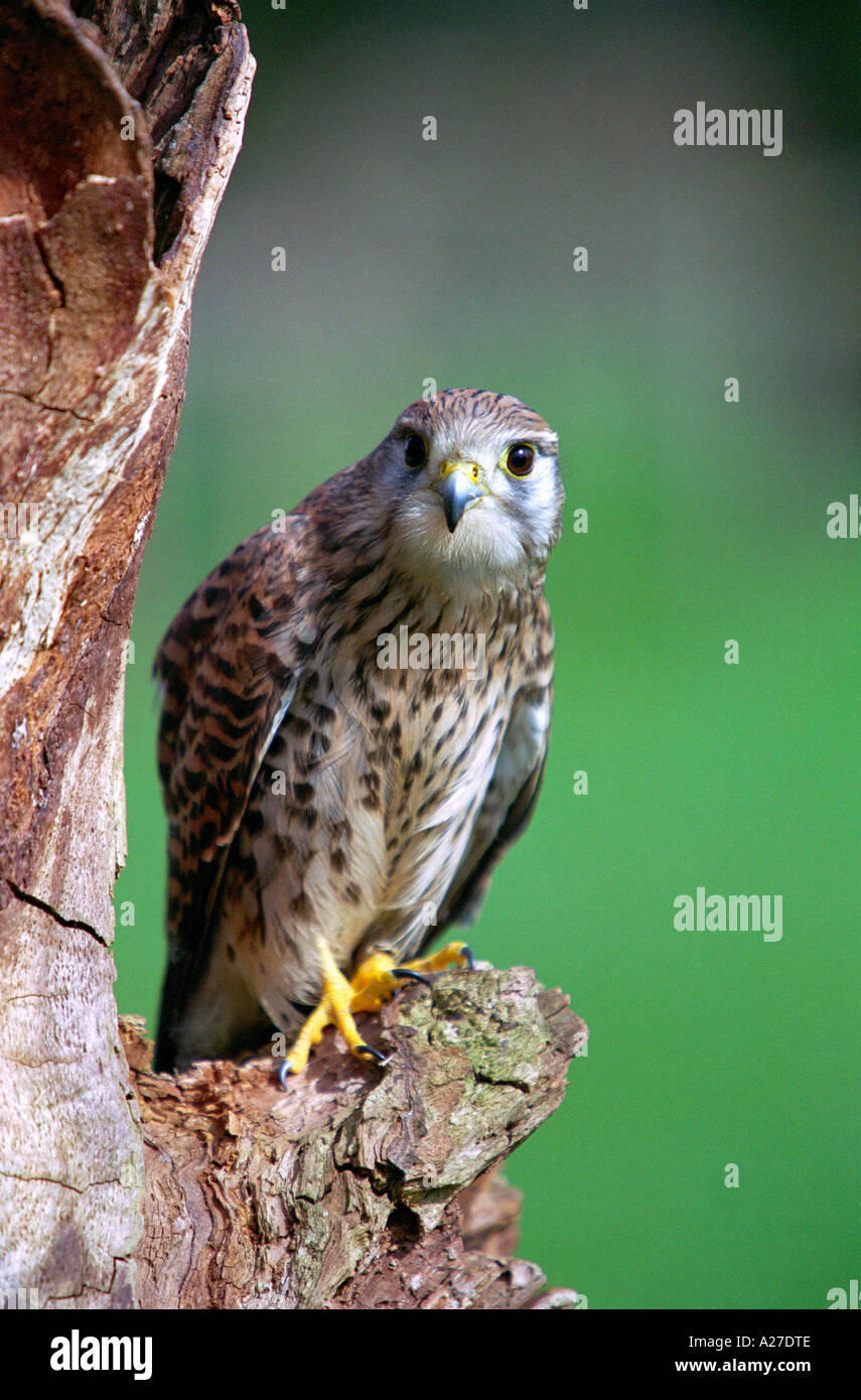 Female Kestrel 6 Stock Photo - Alamy