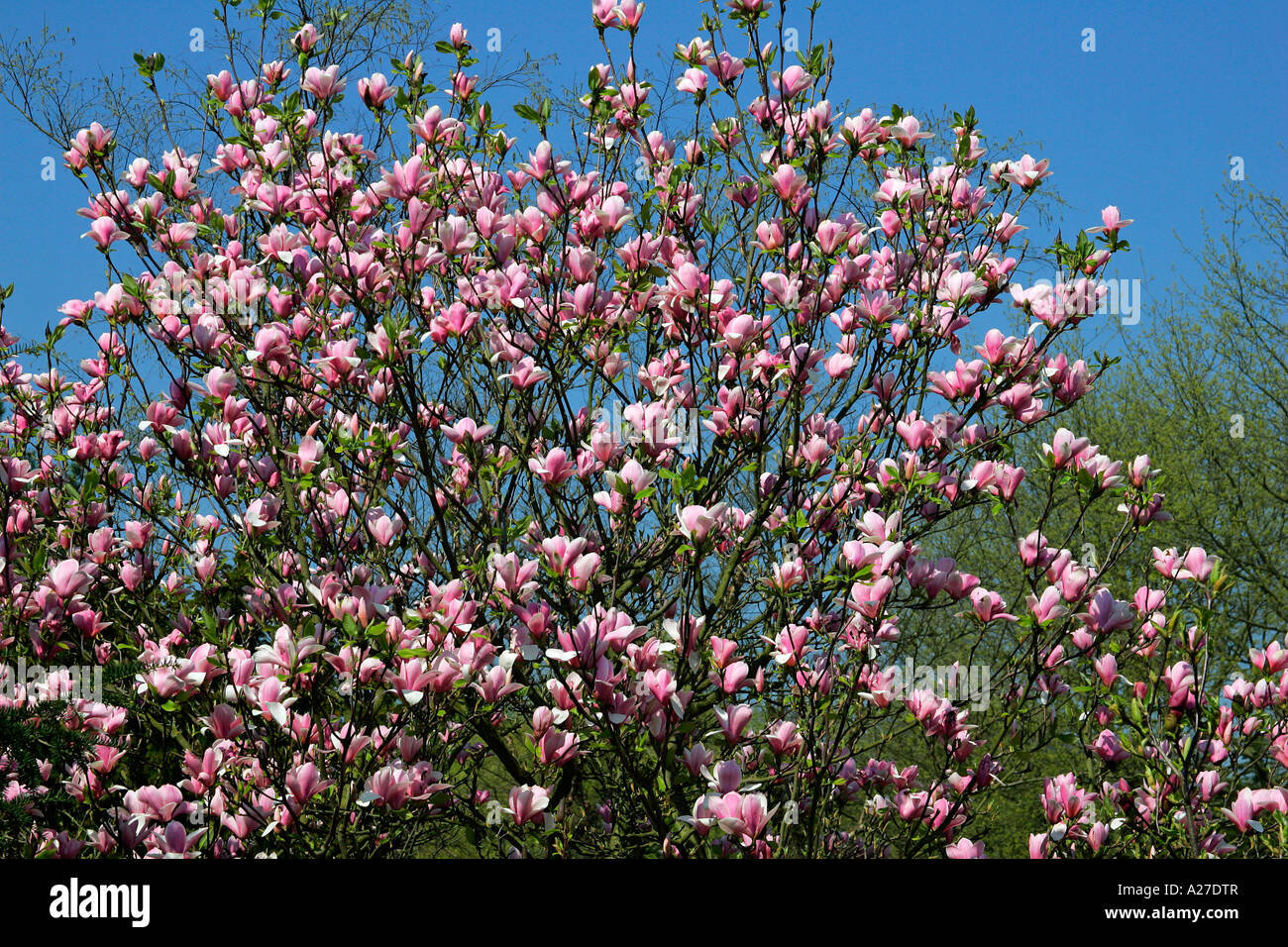 Magnolia - hybrid (Magnolia Ricky Stock Photo - Alamy
