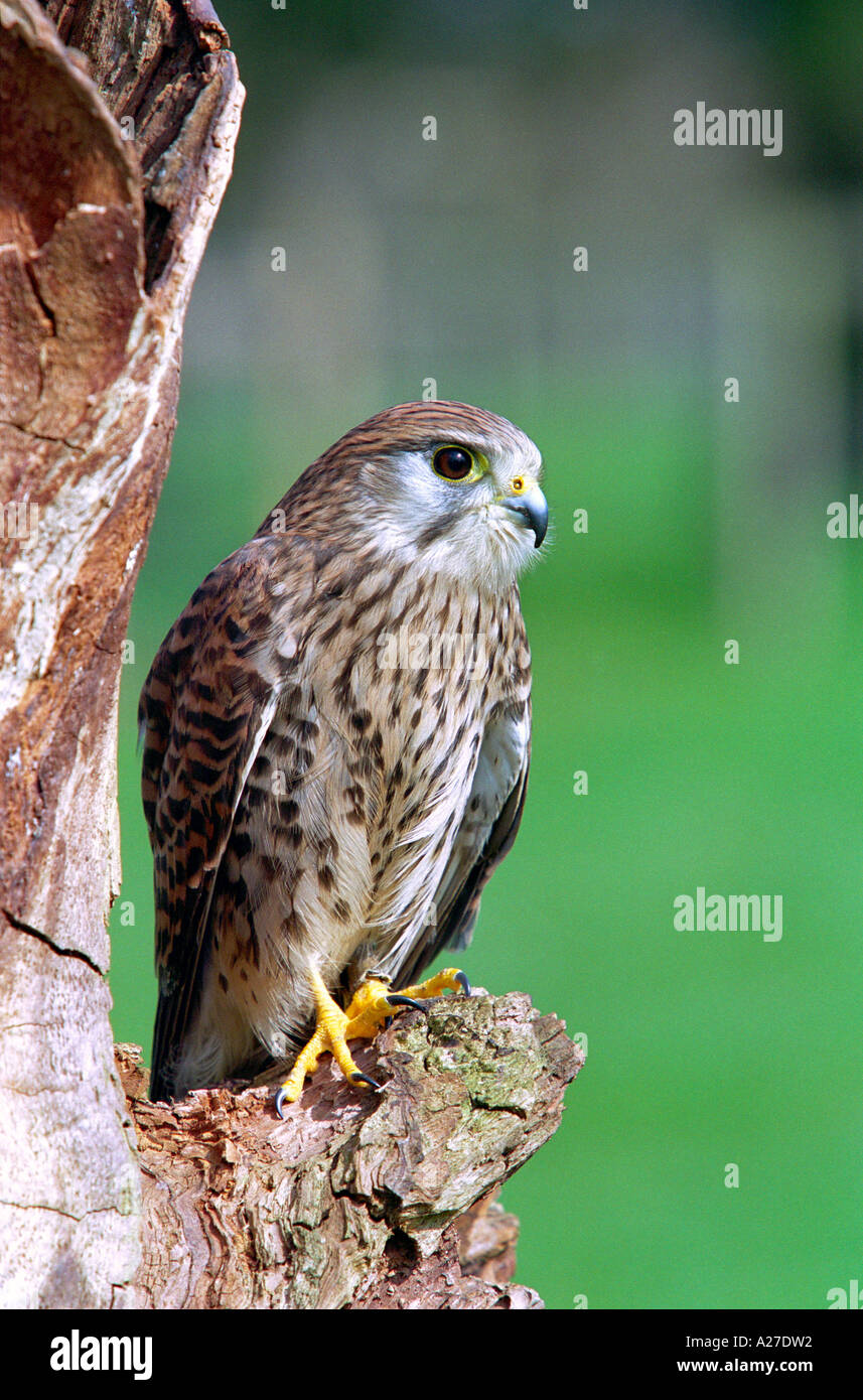 Female Kestrel 5 Stock Photo - Alamy