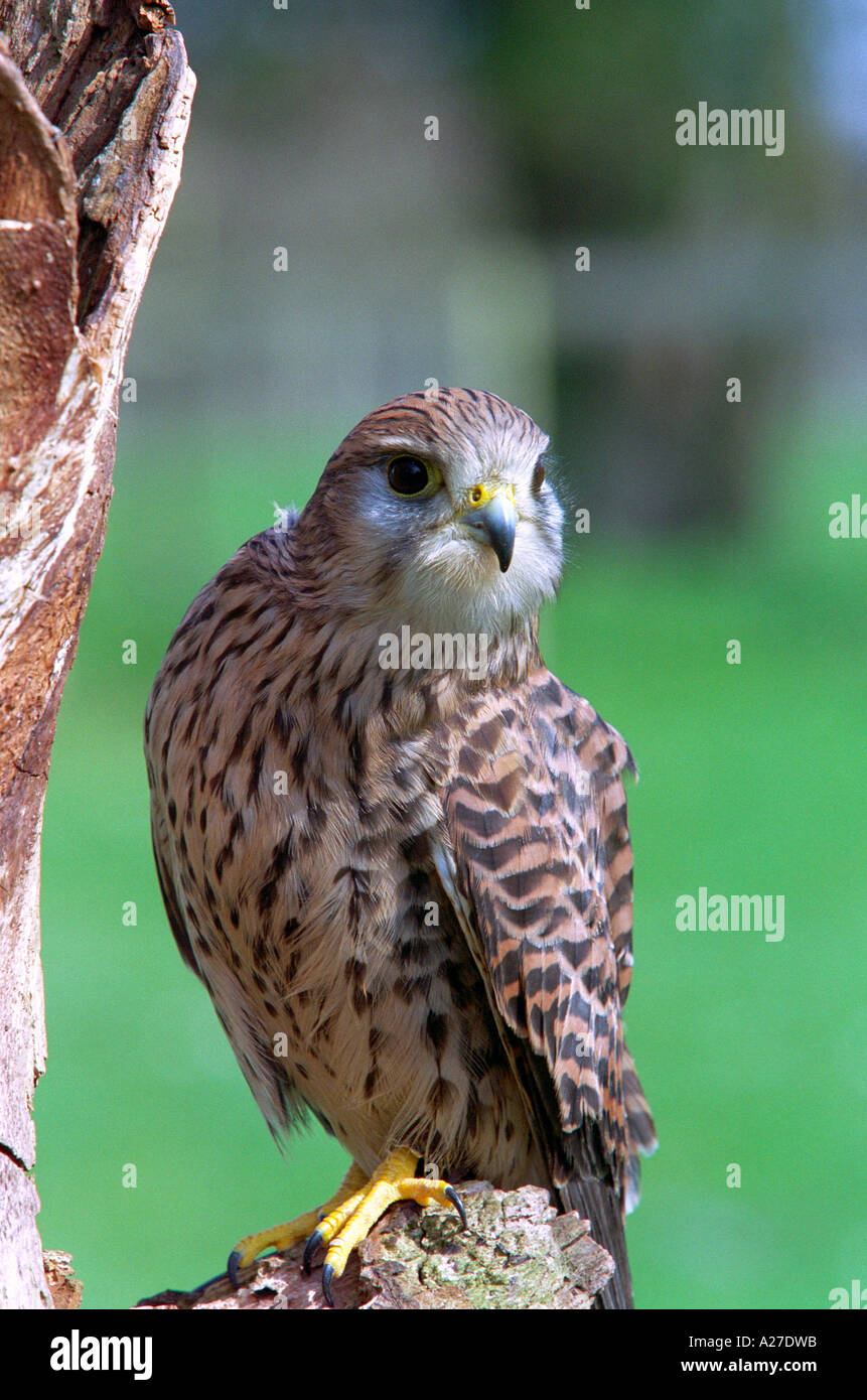 Female Kestrel 3 Stock Photo - Alamy