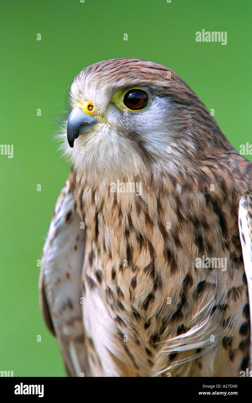Female Kestrel 1 Stock Photo - Alamy