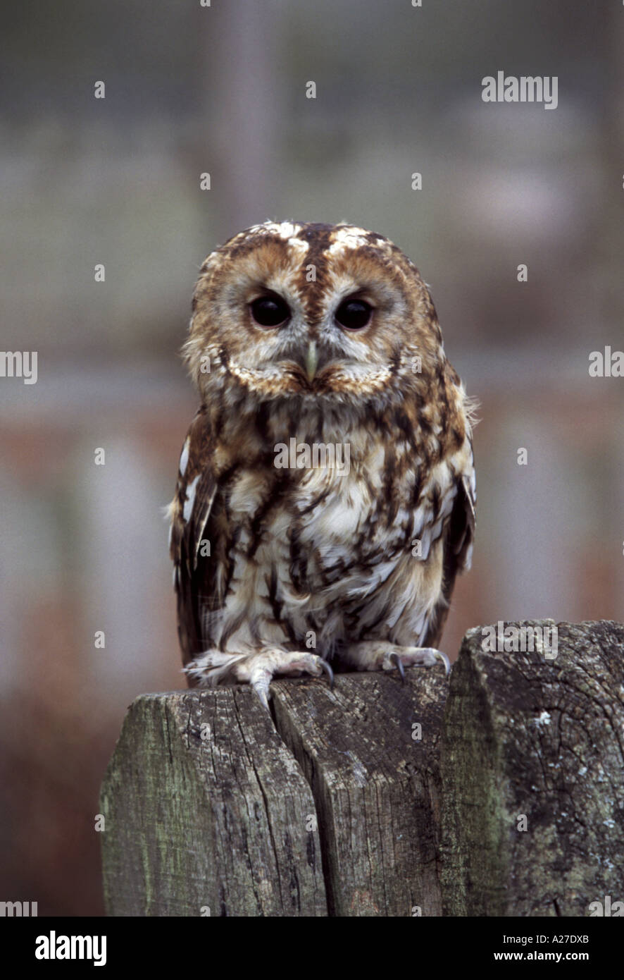 Little Owl on post Stock Photo - Alamy