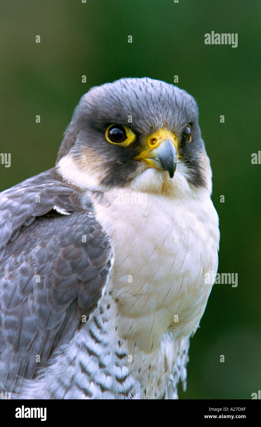 Peregrine white hi-res stock photography and images - Alamy