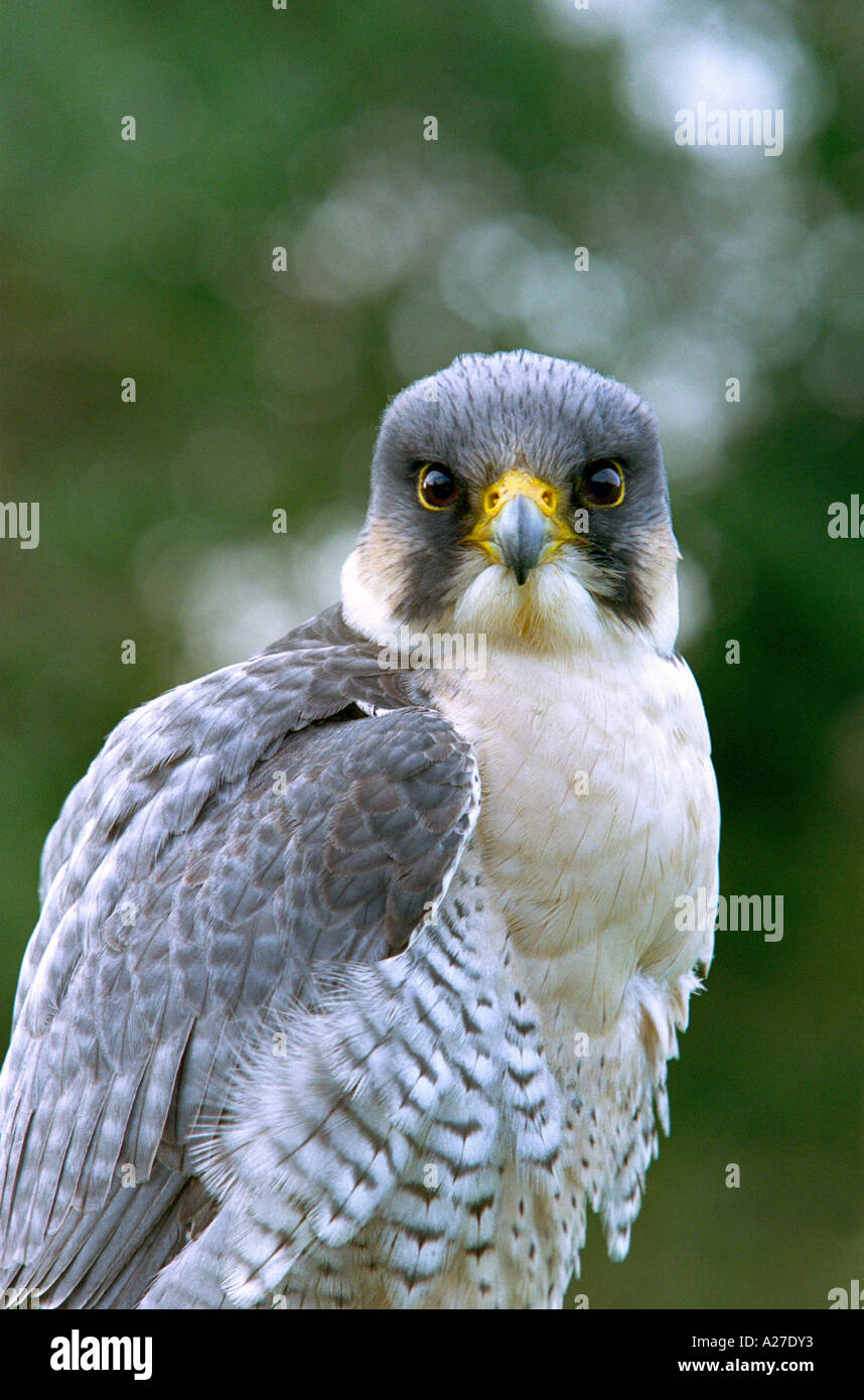 Peregrine white hi-res stock photography and images - Alamy