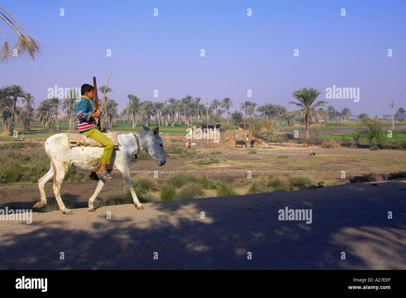 Young Egyptian Boy Riding on a Donkey Stock Photo - Alamy