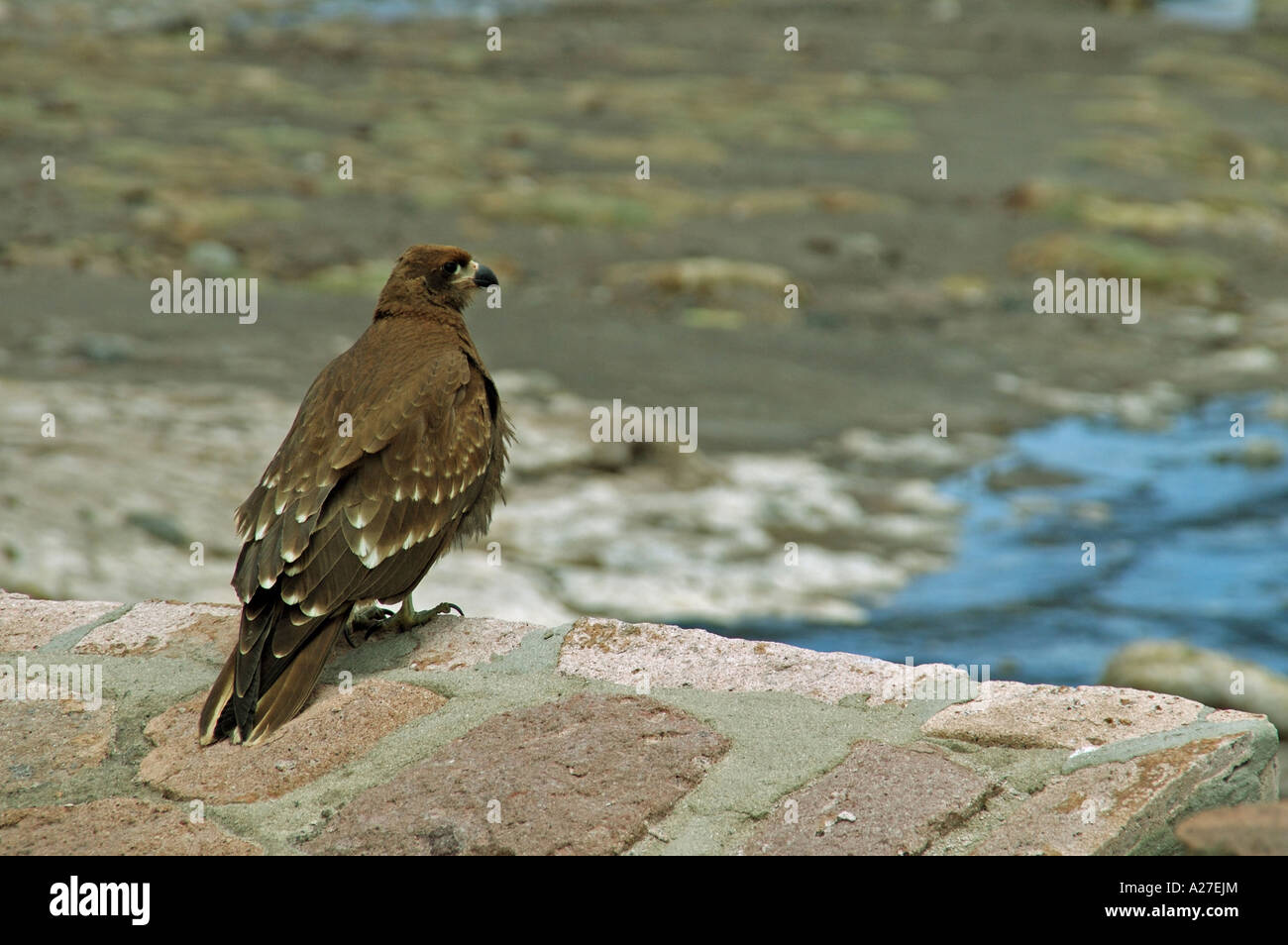 Buzzards in desert hi-res stock photography and images - Alamy