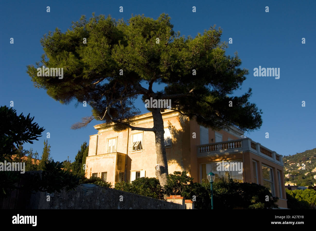 A stone pine or umbrella or parasol pine, an extremely typical tree of ...