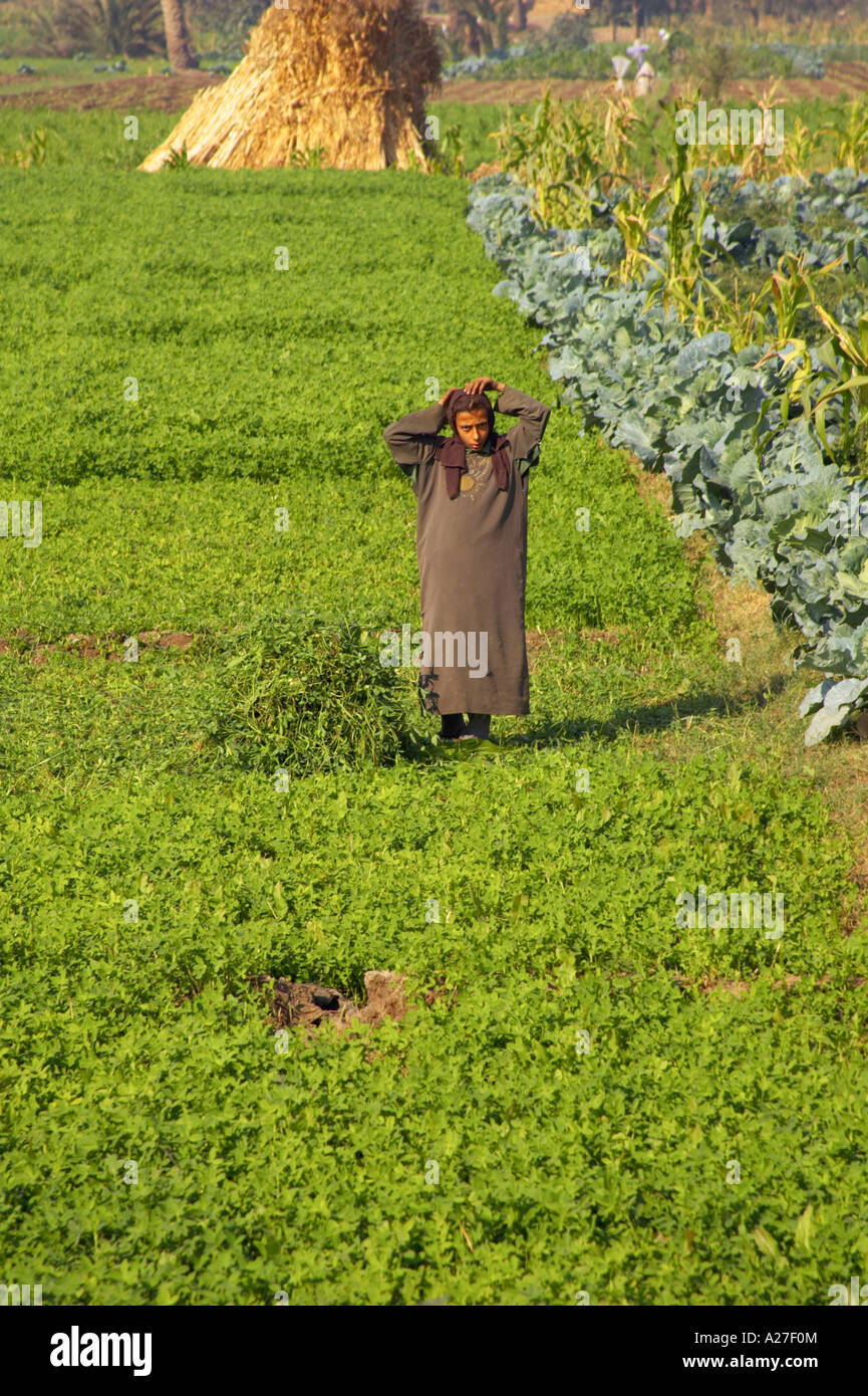 Egyptian Female at Work In a Field Stock Photo - Alamy