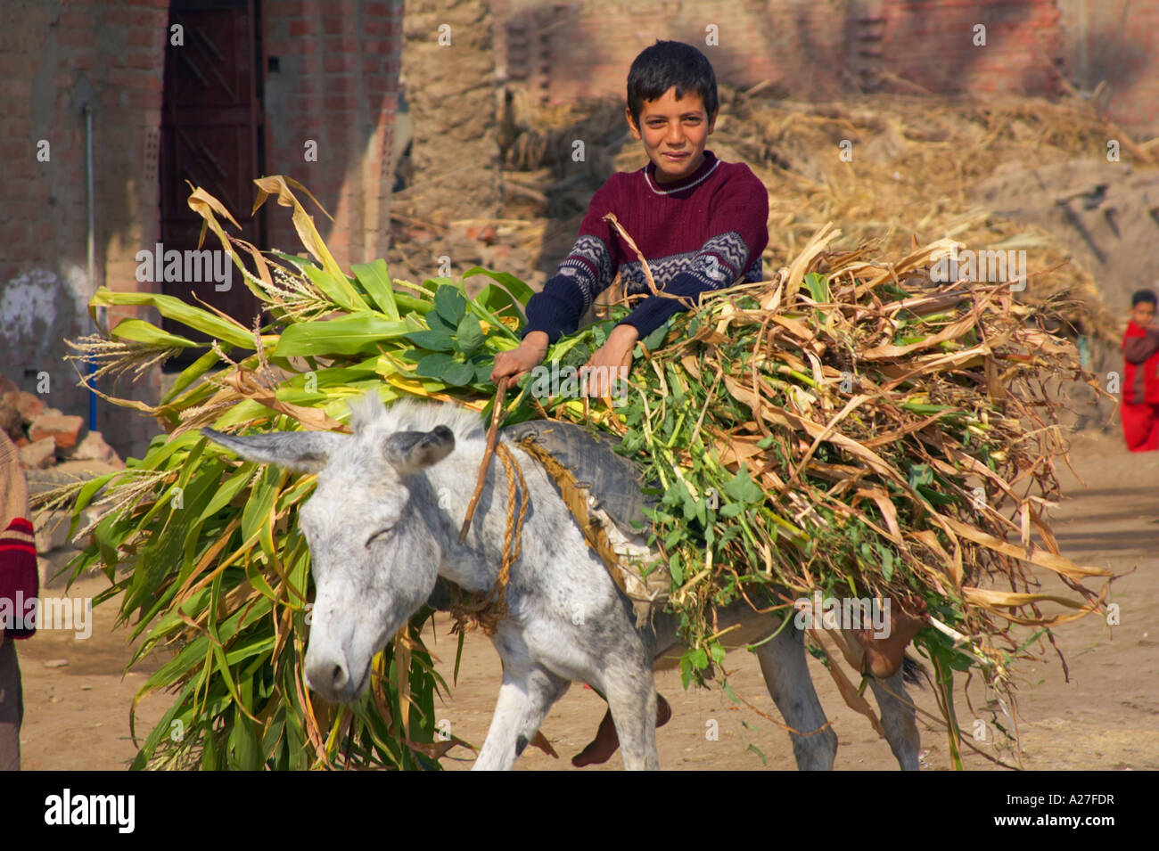 Egyptian Boy Riding On Donkey Carrying Produce Stock Photo - Alamy